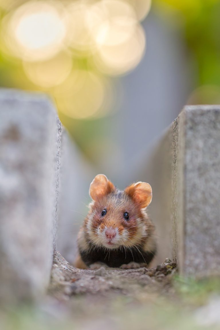 Mit SIGMA auf der Suche nach dem idealen Bokeh