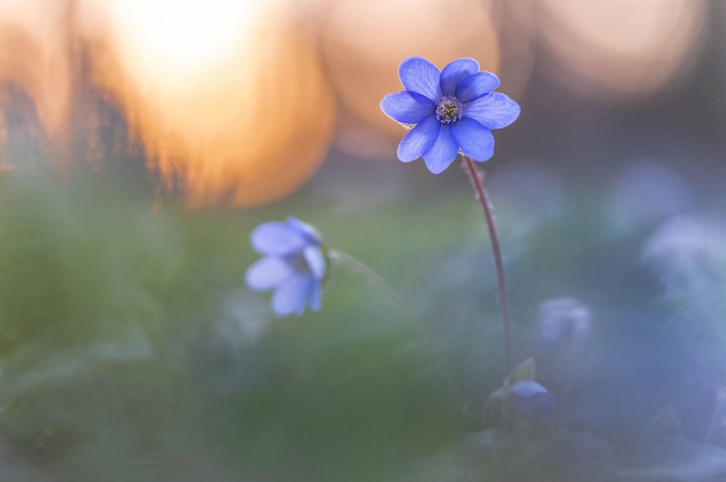 Darß im Herbst | SIGMA BLOG