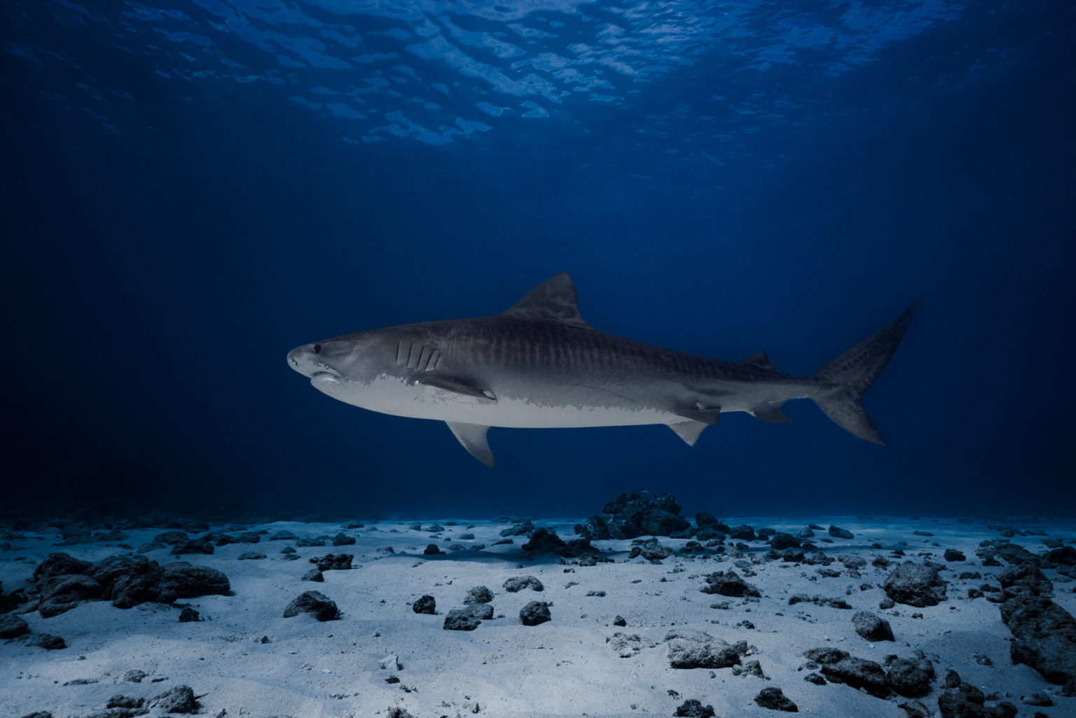 Abtauchen auf den Malediven: Haie und Rochen | SIGMA BLOG