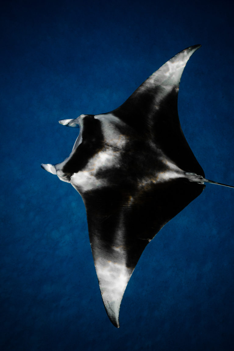 Abtauchen auf den Malediven: Haie und Rochen | SIGMA BLOG