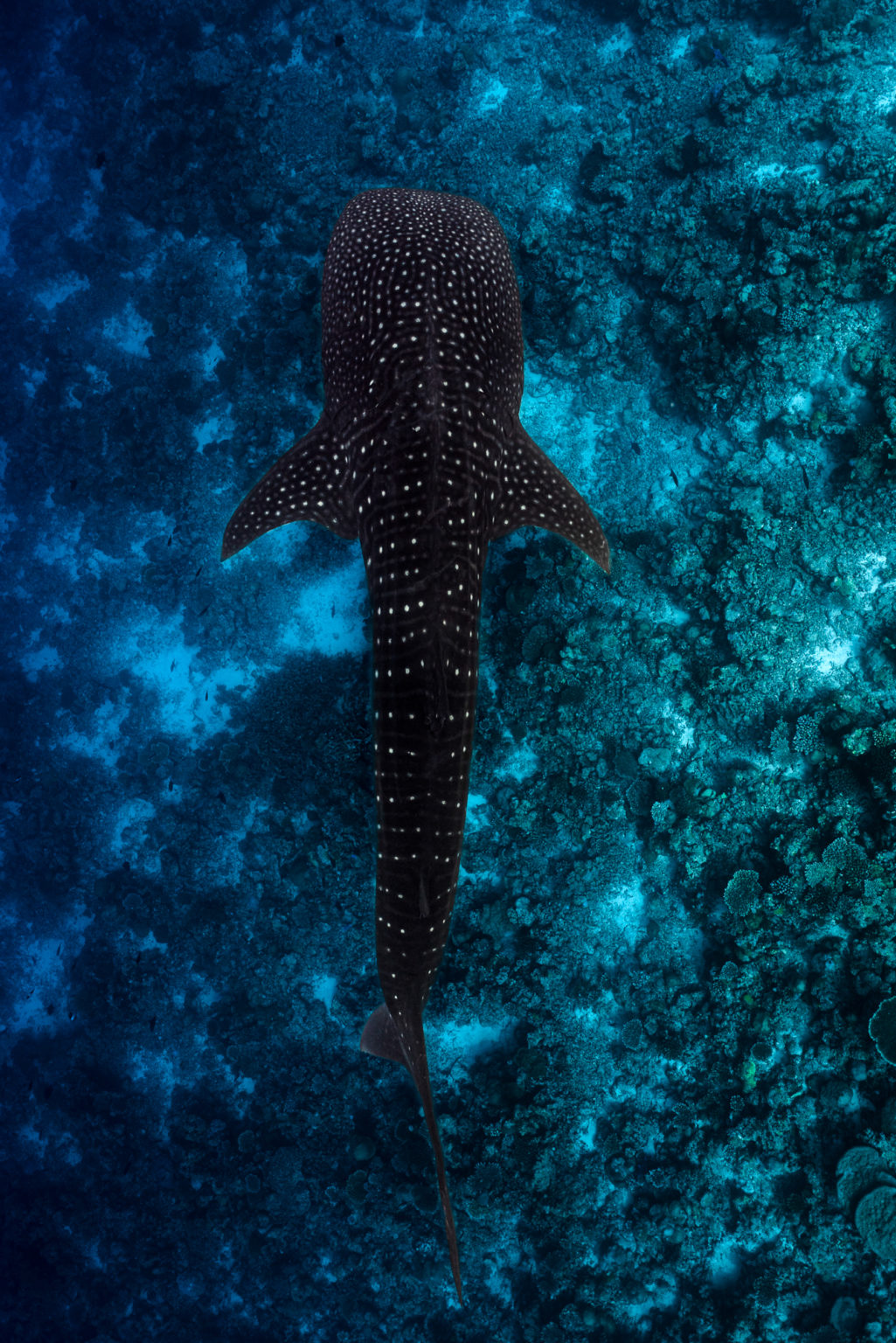 Abtauchen auf den Malediven: Haie und Rochen | SIGMA BLOG